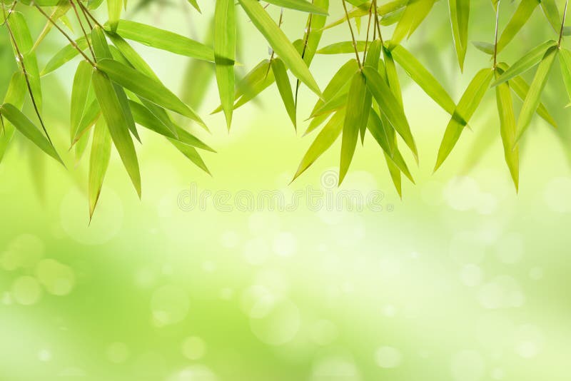 Bamboo Leaf And Light Soft Green Background Stock Image - Image of ...