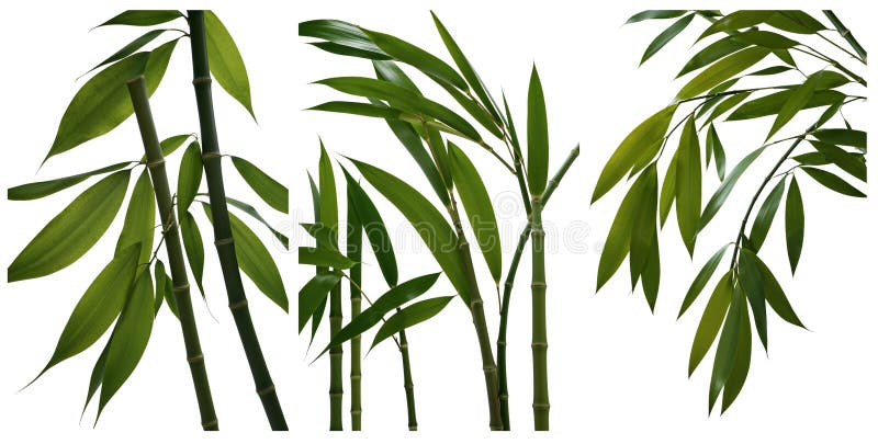Bamboo Leaf Shown in Different Angles on a White Background Stock ...