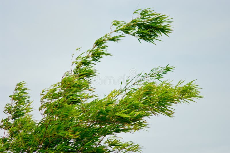 Dense Stand of Bamboo Trees from Above Stock Image - Image of fine ...