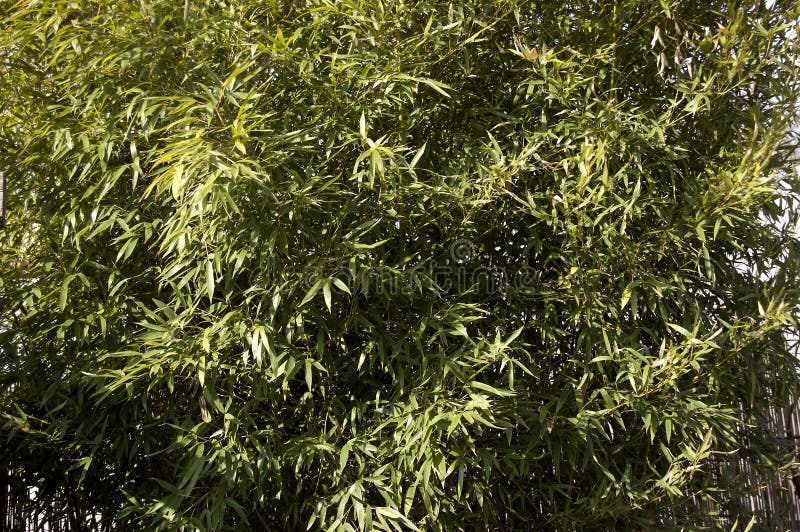 Bamboo leaf stock photo. Image of healthy, east, copy - 51506958