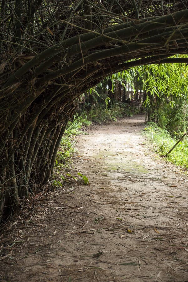 Bamboo stock image. Image of decoration, beauty, angle - 31330489