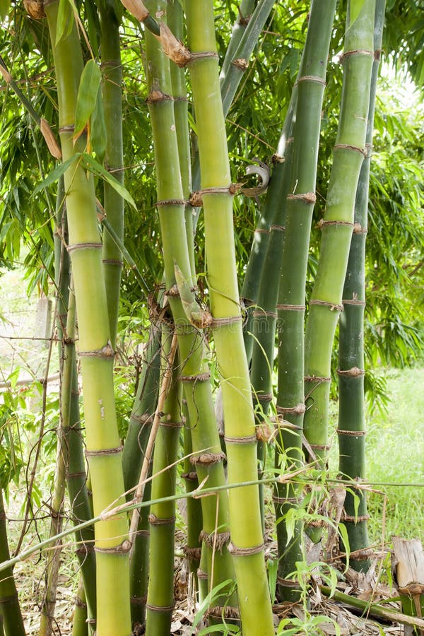 Bamboo stock photo. Image of growth, beauty, garden, china - 31453434