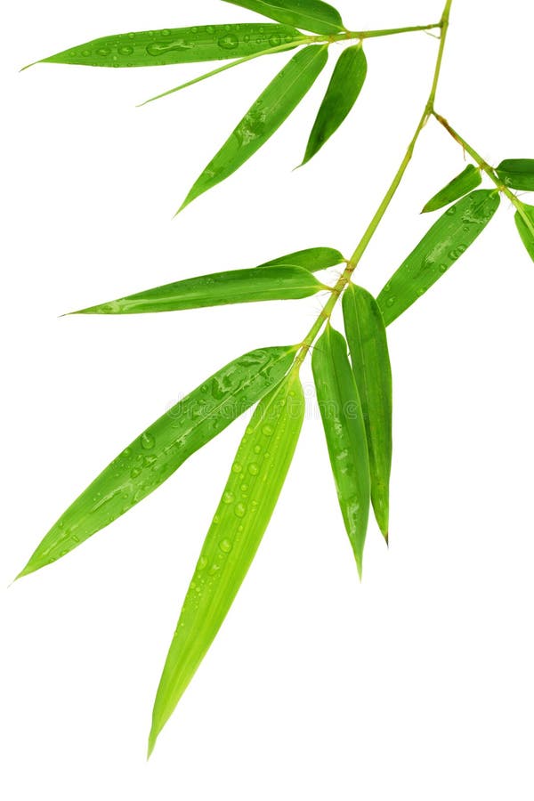 Bamboo leaves stock photo. Image of oriental, asian, bamboo - 15417514