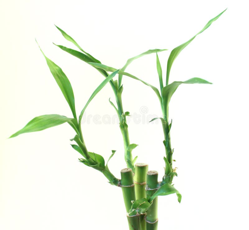 Bamboo Leaves stock image. Image of asian, green, chinese - 20822547