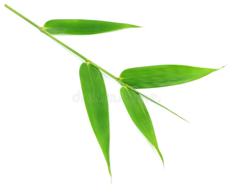 Bamboo leaves stock image. Image of asian, plants, vibrant - 22109555