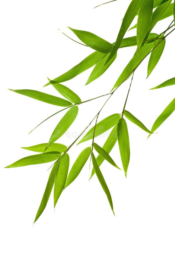 Bamboo- leaves stock photo. Image of green, branch, oriental - 4513906