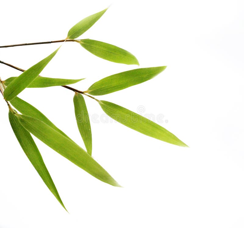 Bamboo leaves stock photo. Image of grass, isolated, biology - 7492848