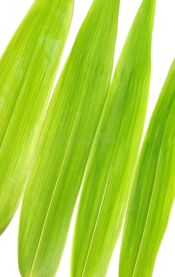 Bamboo leaves stock photo. Image of design, bamboo, form - 8685984