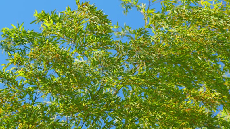 Bamboo Leaves Against Backdrop of Blue Sky. Green Bamboo Leaves and ...