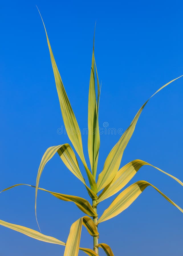 Bamboo Leaves Against Blue Sky Stock Photo - Image of plant, blue: 80459530