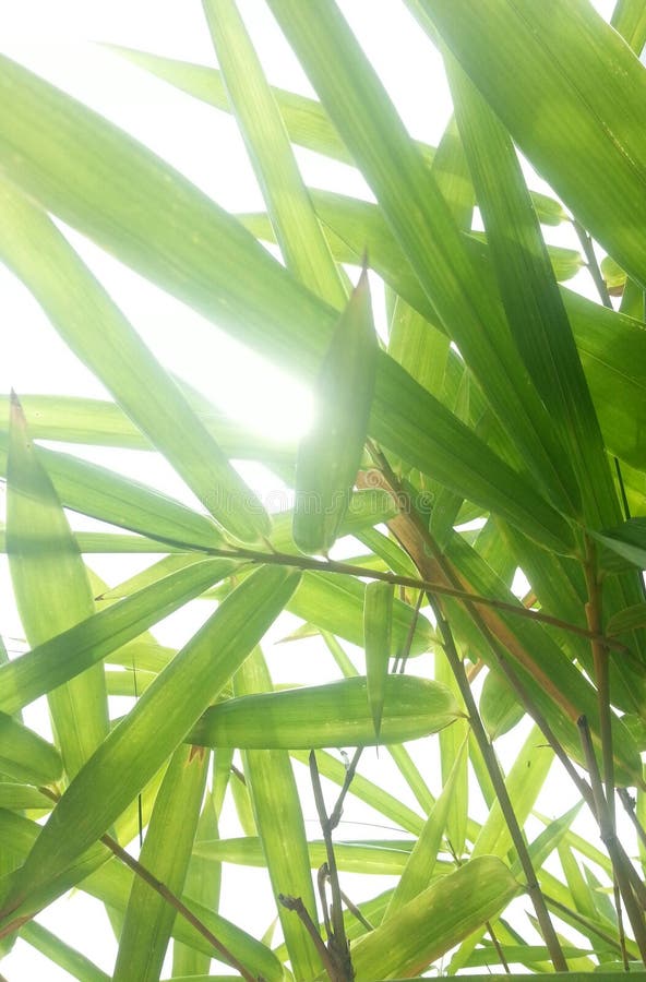 Bamboo Leaves Backlit Background Stock Image - Image of background ...