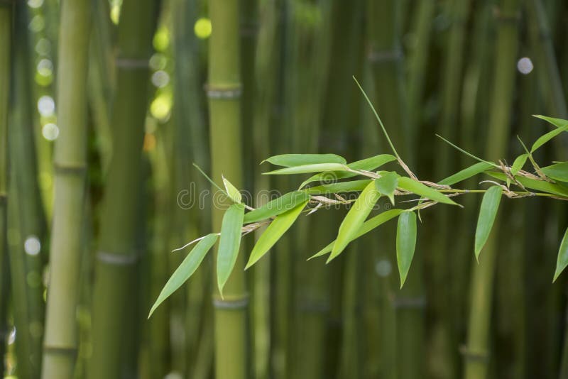 Bamboo Leaves, Bamboo Forest,Green Nature Background Stock Image ... Bamboo Leaves, Bamboo Forest,Green Nature Background Stock Image ...