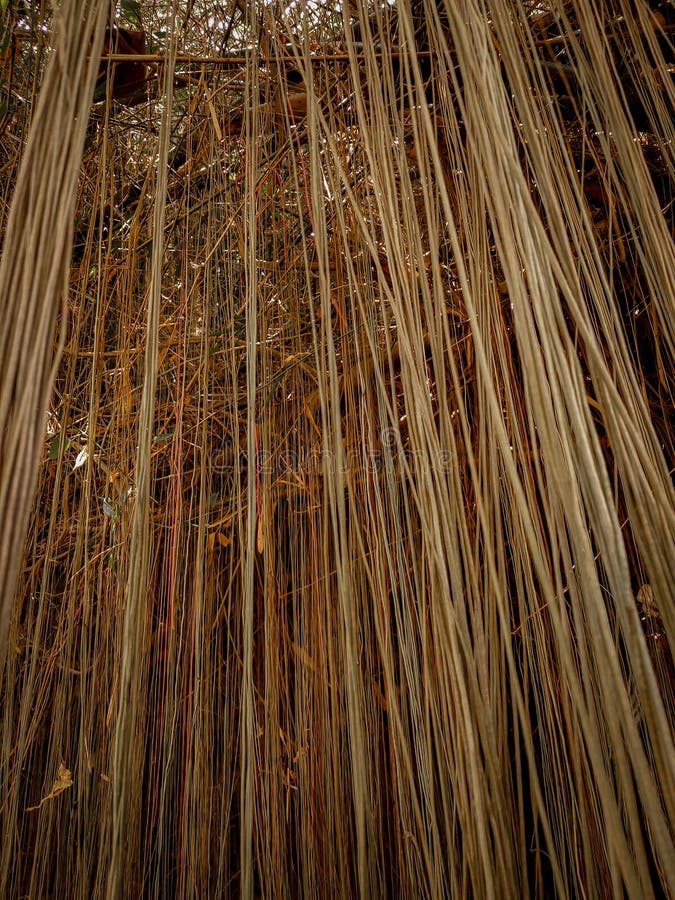 Tree Roots Hanging Straight Down Stock Image - Image of roots, tree ...
