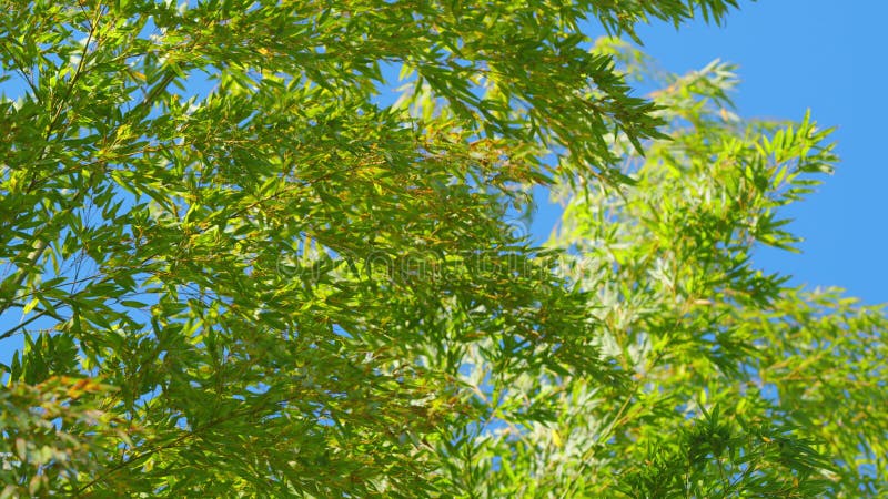 Bamboo Leaves on Blue Sky. Beautiful Bamboo Tree and Branch with Blue ...