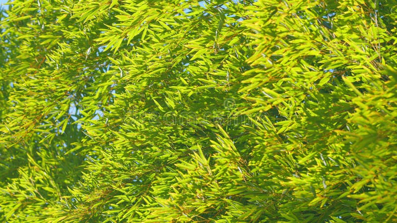 Bamboo Leaves Bright Color Background. Green Bamboo Blue Sky for ...