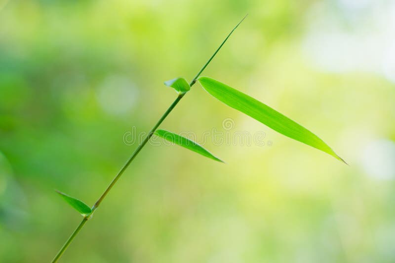 Bamboo leaves stock image. Image of spring, outdoor, closeup - 47585495