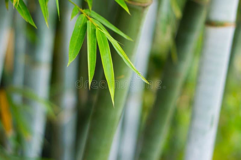 Bamboo leaves stock image. Image of bamboo, spring, detail - 47586653