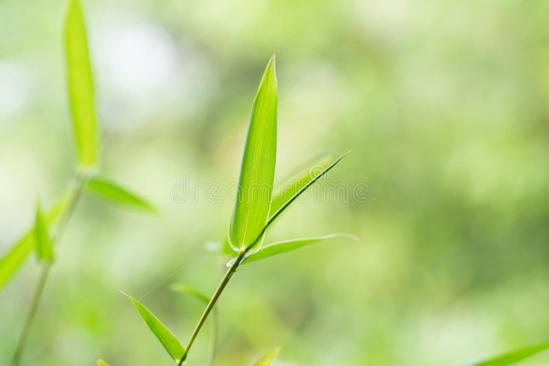 Bamboo leaves stock image. Image of closeup, vegetation - 87879529