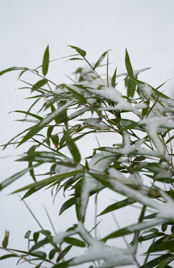 Bamboo Leaves Covered with Snow Stock Photo - Image of plant, outside ...