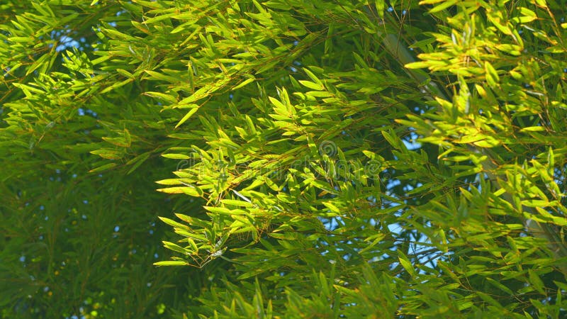 Bamboo Leaves on the Daytime Sky Background. Bamboo Leaves and Bright ...