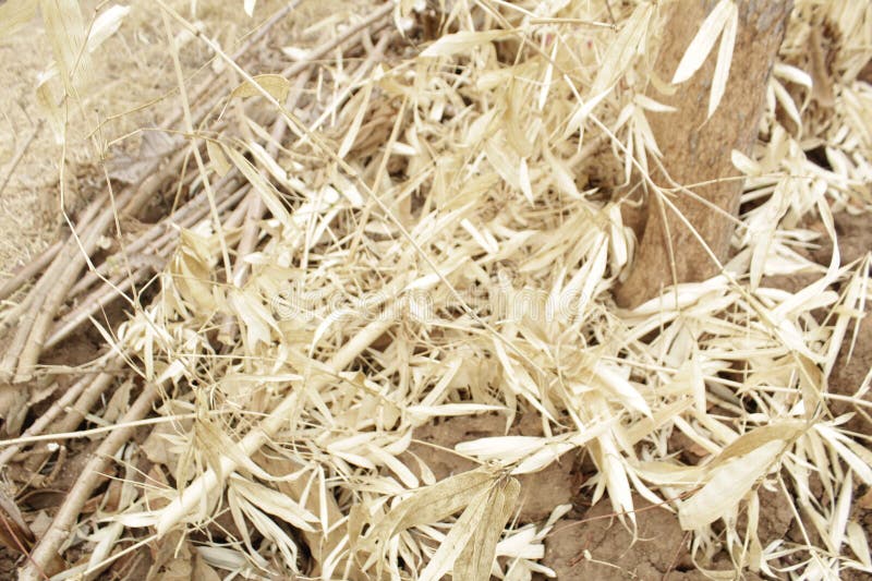 Bamboo Leaves Dry in the Drought Stock Image - Image of flower, food ...