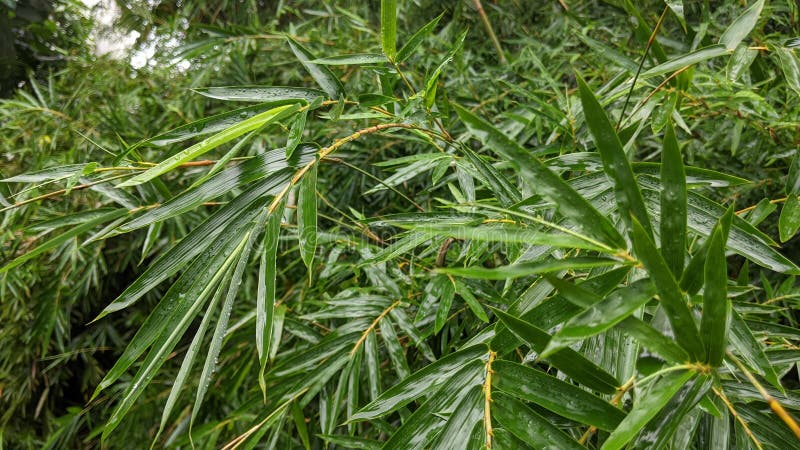 Bamboo Leaves Exposed To Rain Stock Photo - Image of produce, shrub ...