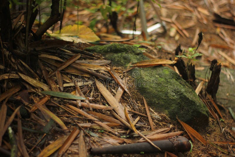 Bamboo Leaves Fall on the Ground Stock Photo - Image of dark, land ...