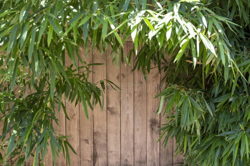 Bamboo Leaves Frame Over Wooden Boards, Asian Lush Abstract Backdrop ...