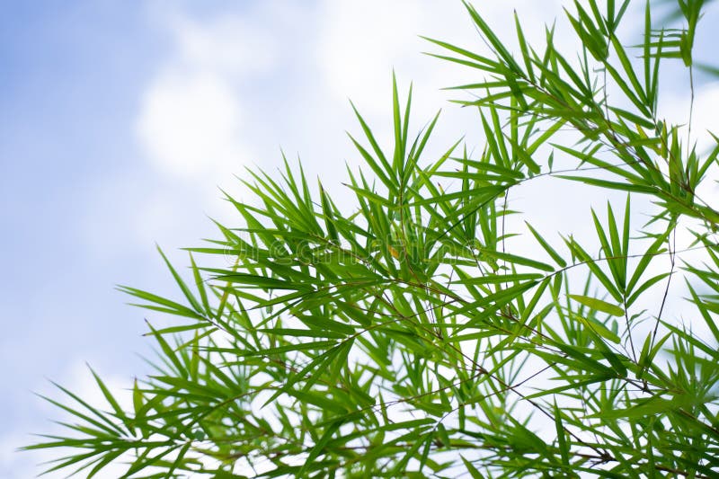 Bamboo Leaves. Green Bamboo Branches on a Bright Sky Background Stock ...