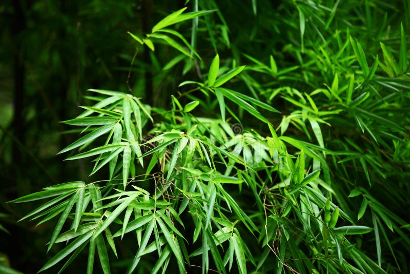 Bamboo leaves stock image. Image of freshness, plant - 37795435