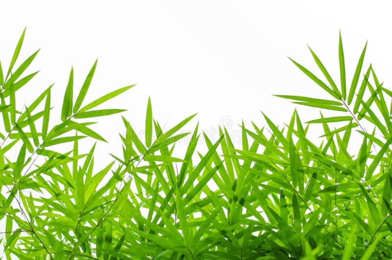 Bamboo- leaves stock photo. Image of detail, botany, decoration - 45185950