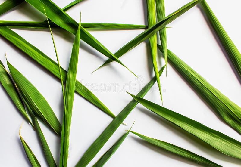 Bamboo Leaves are Heart Shape on White Background Stock Photo - Image ...