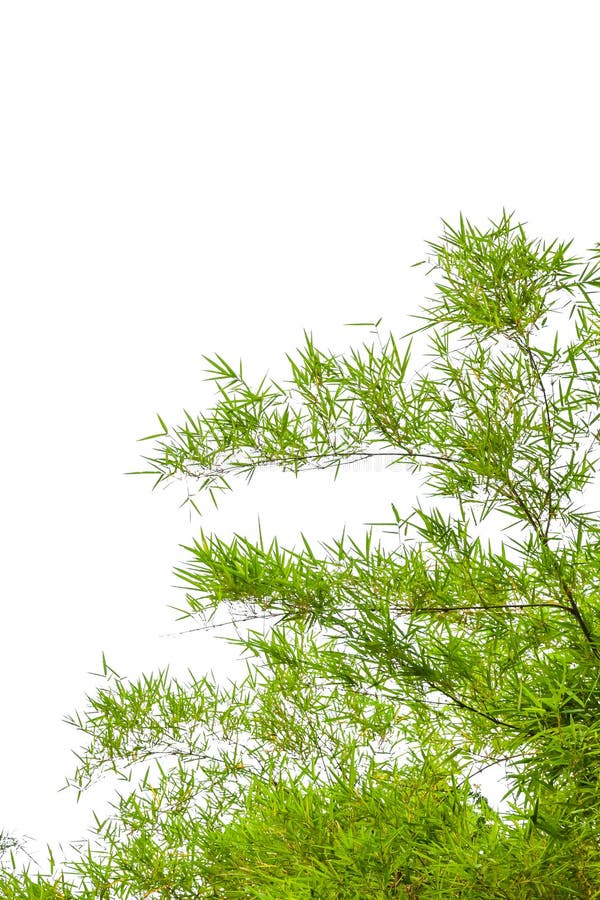Bamboo Leaves Isolated on White Background Stock Image - Image of ...