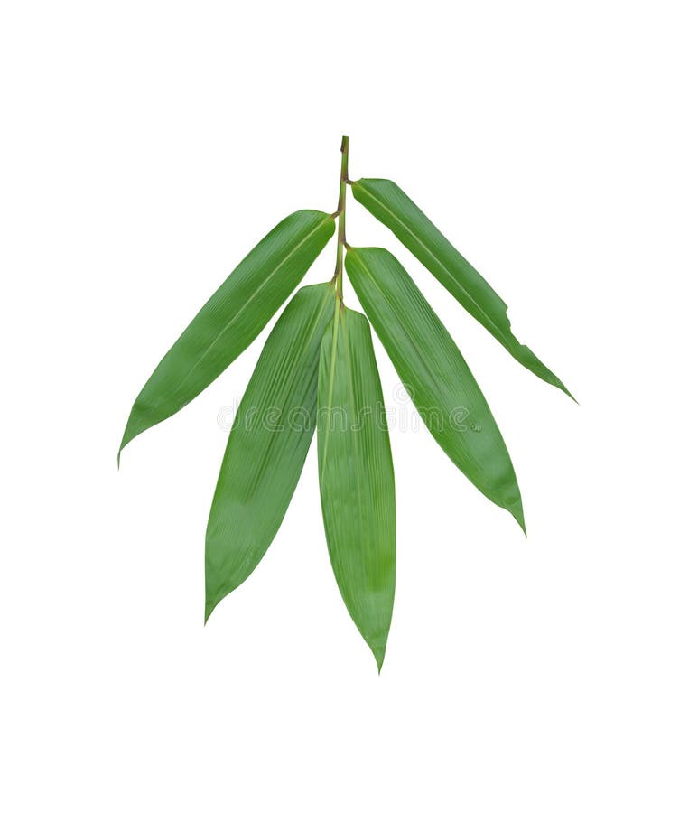 Bamboo Leaves Isolated on White Background. Green Bamboo Leaf with ...