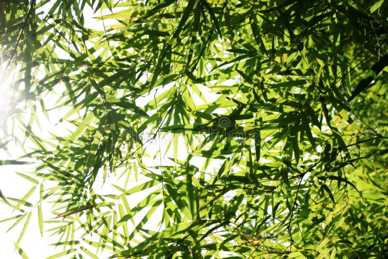 Bamboo leaves stock image. Image of nature, spring, china - 83789241