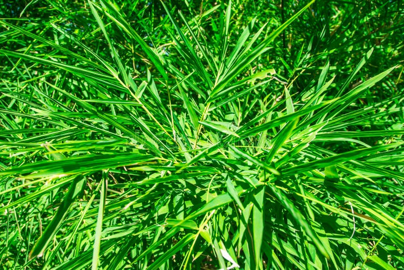 Bamboo leaves pattern stock photo. Image of garden, detail - 32021850