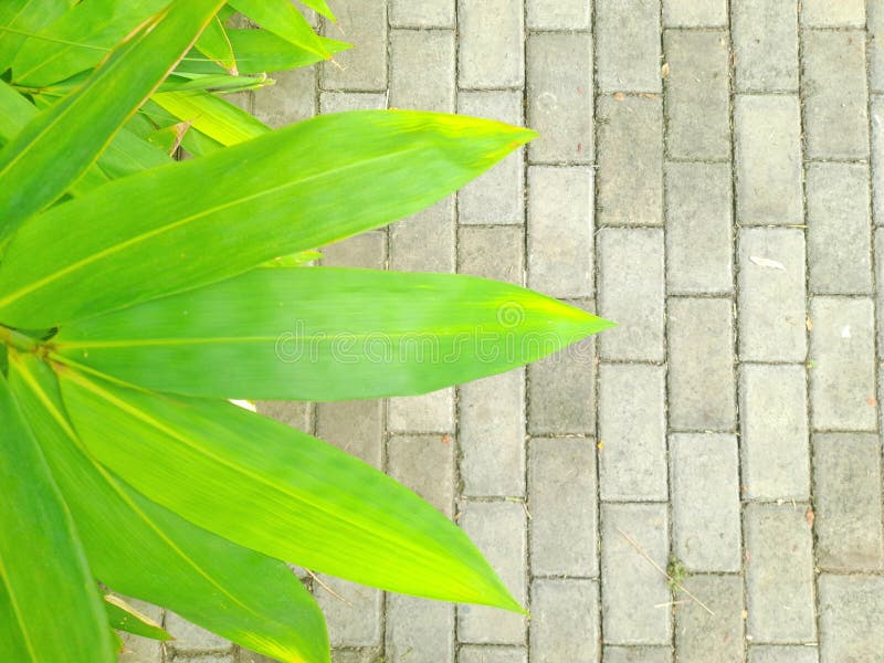 Bamboo Leaves with Paving Block Floor Background Stock Photo - Image of ...