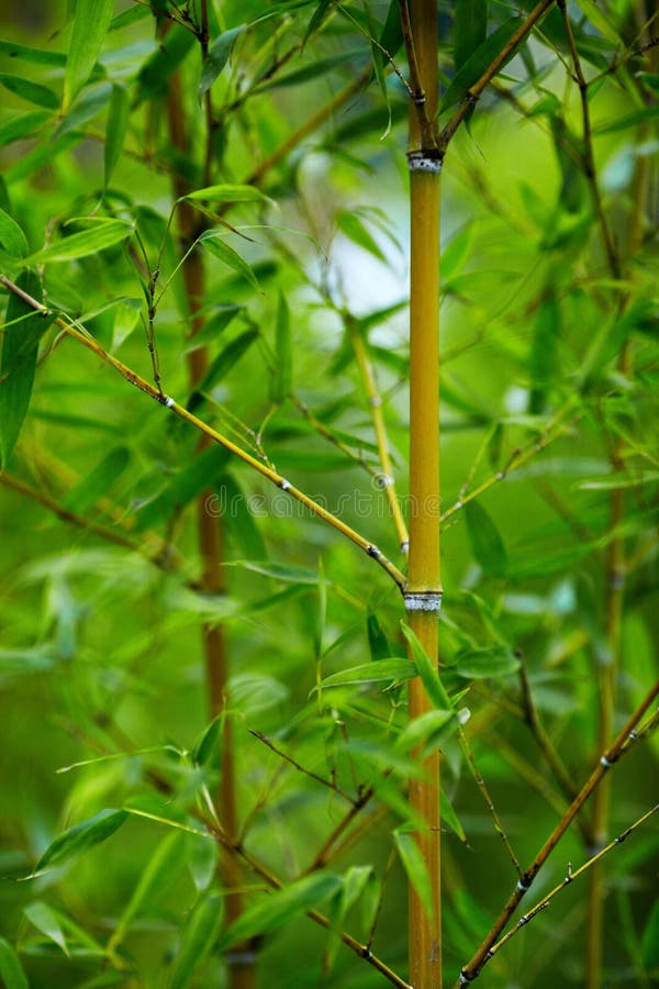 Bamboo leaves stock photo. Image of china, flora, freshness - 33475804