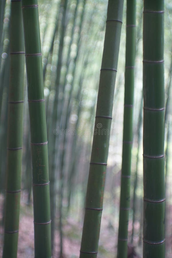 Bamboo Leaves in the Spring Stock Photo - Image of lush, ecology: 315438650