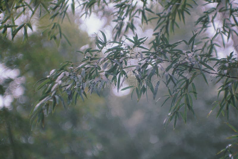 Bamboo Leaves in the Spring Stock Photo - Image of japan, asia: 315438716