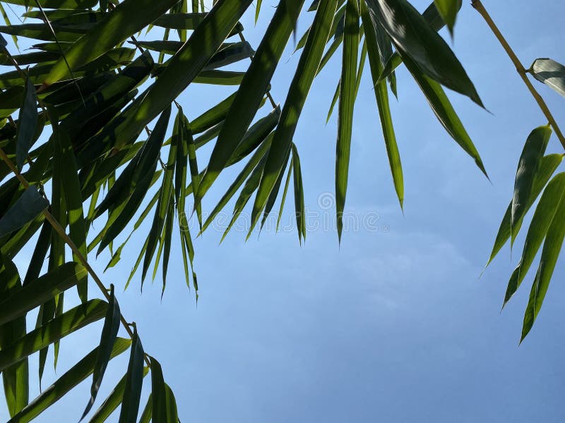 Bamboo Leaves Swaying in the Wind, Blue Sky in the Background. Stock ...