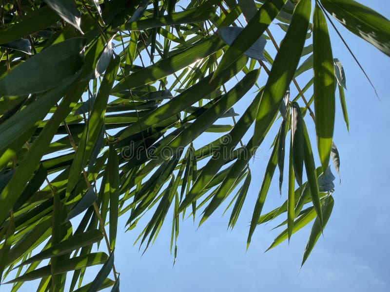 Bamboo Leaves Swaying in the Wind, Blue Sky in the Background. Stock ...