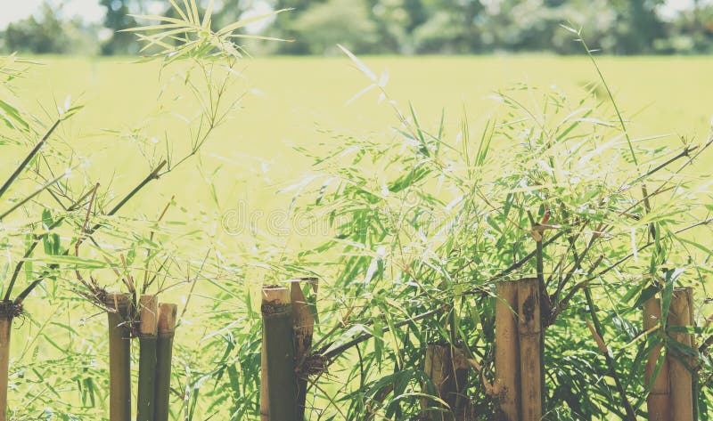 Bamboo Leaves Tree Fence at Rice Paddy Field Stock Image - Image of ...