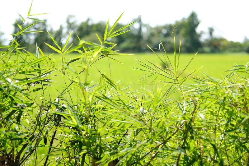 Bamboo Leaves Tree Fence at Rice Paddy Field Stock Photo - Image of ...