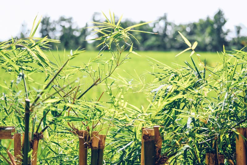 Bamboo Leaves Tree Fence at Rice Paddy Field Stock Photo - Image of ...