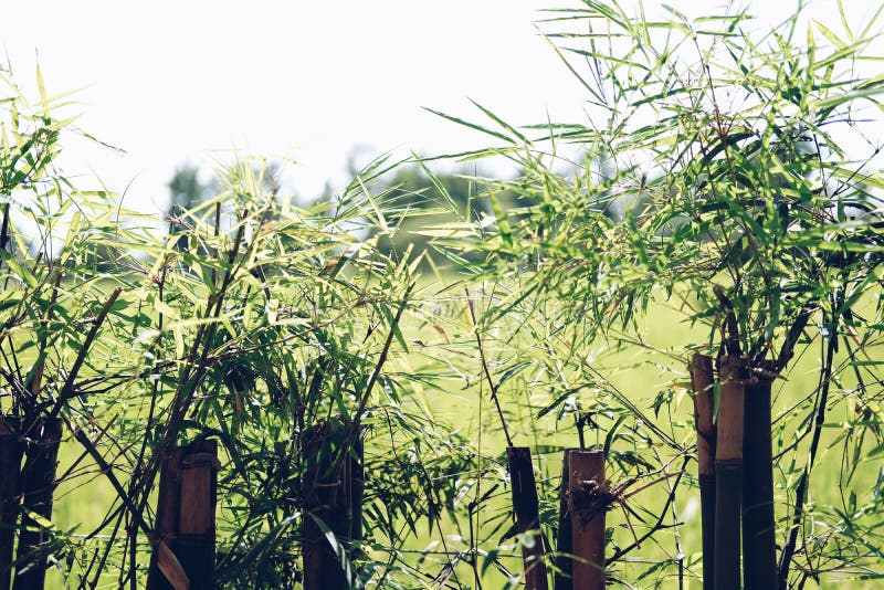 Bamboo Leaves Tree Fence at Rice Paddy Field Stock Photo - Image of ...