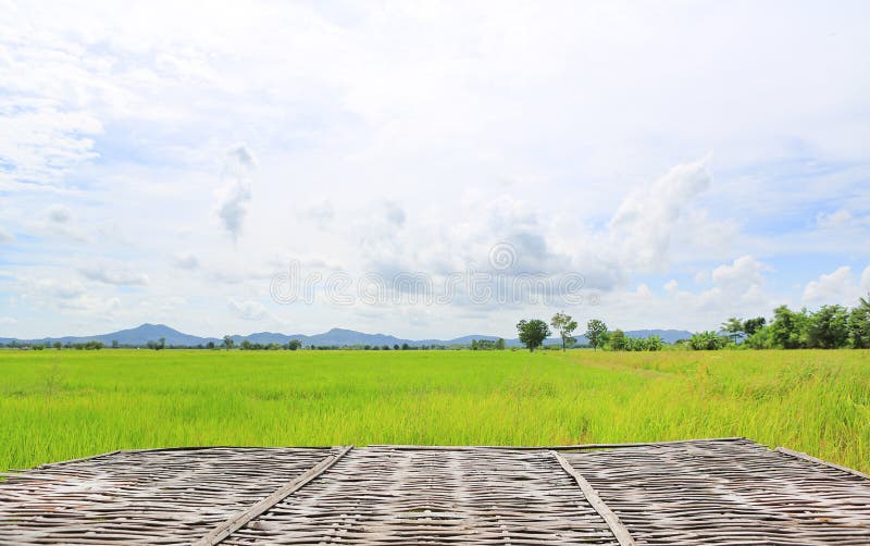 Bamboo Litter and Landscape View Young Green Paddy Fields with Sky and ...