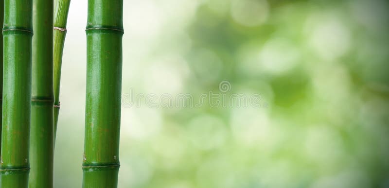 Bamboo Logs on Natural Green Stock Photo - Image of color, culture ...