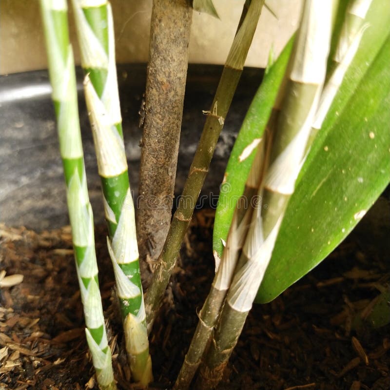 122 Mini Bamboo Tree Garden Stock Photos - Free & Royalty-Free Stock ...