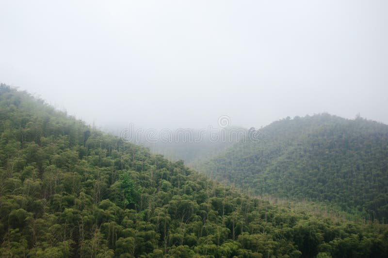 Anji China Bamboo Forest stock photo. Image of natural - 66121710